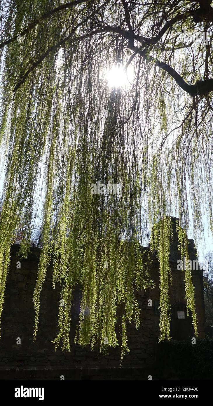 A silhouette of willow with sunset background Stock Photo - Alamy