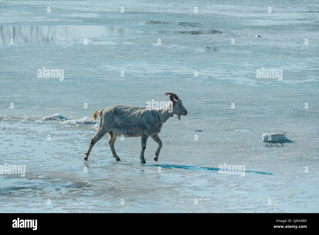 Sea goat hi-res stock photography and images - Alamy