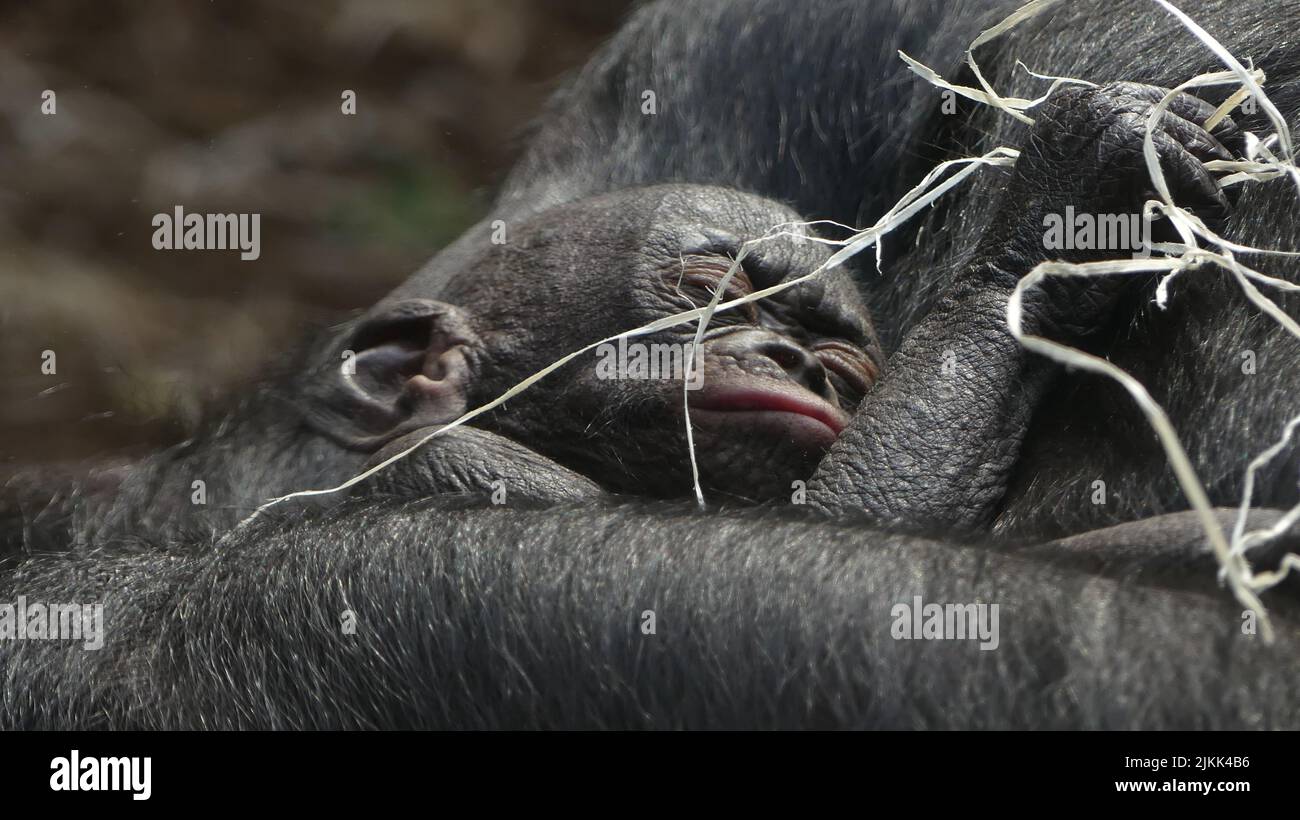 The sleeping cub chimpanzee bonobo (pan paniscus Stock Photo - Alamy