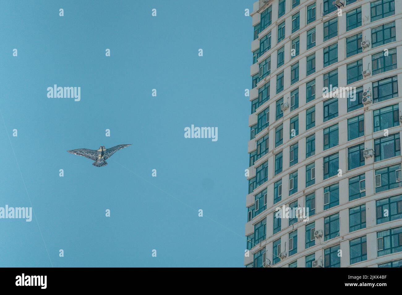 High flying bird hi-res stock photography and images - Alamy