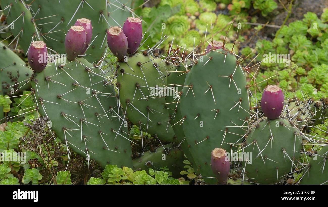 A closeup shot of prickly pear cactus Stock Photo - Alamy