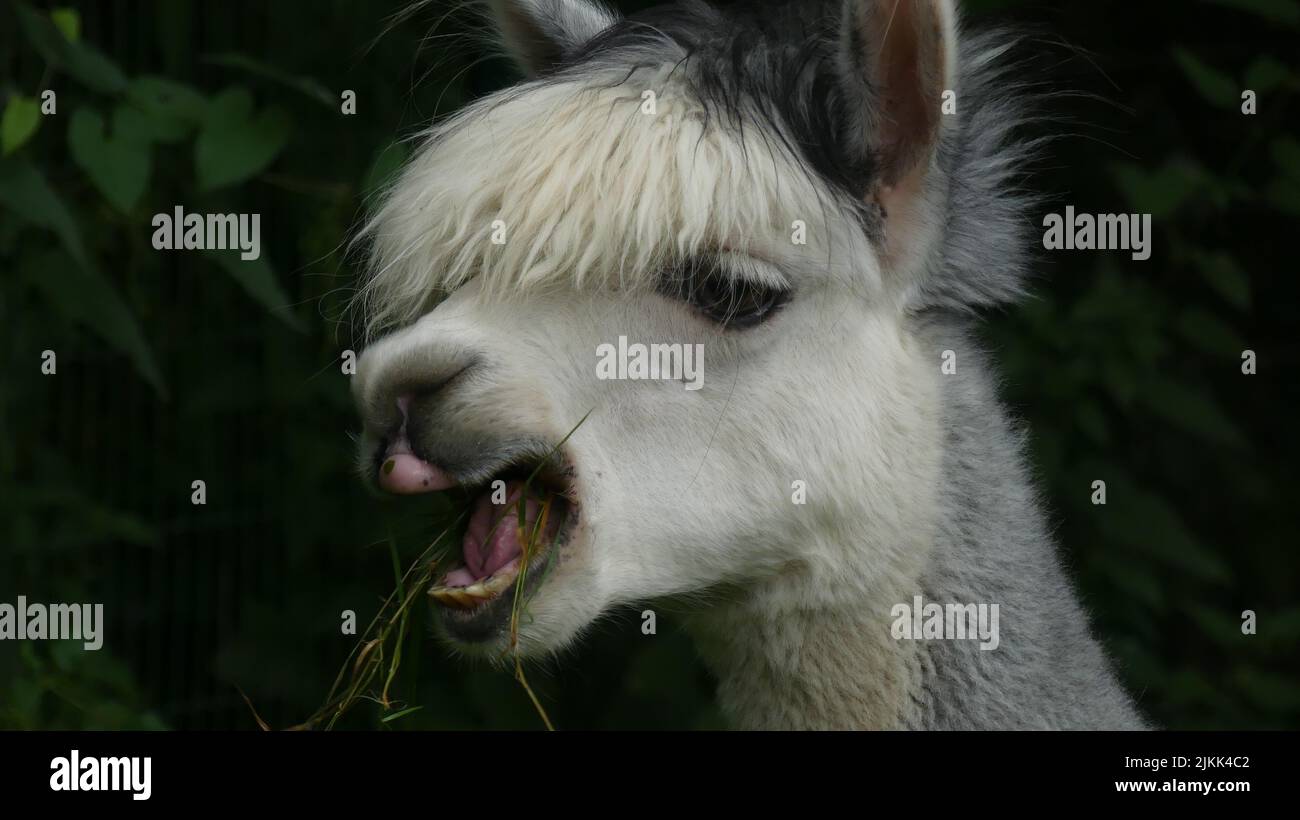 Fluffy lama hi-res stock photography and images - Alamy