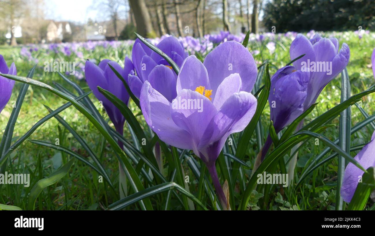 A closeup saffron in grass Stock Photo - Alamy