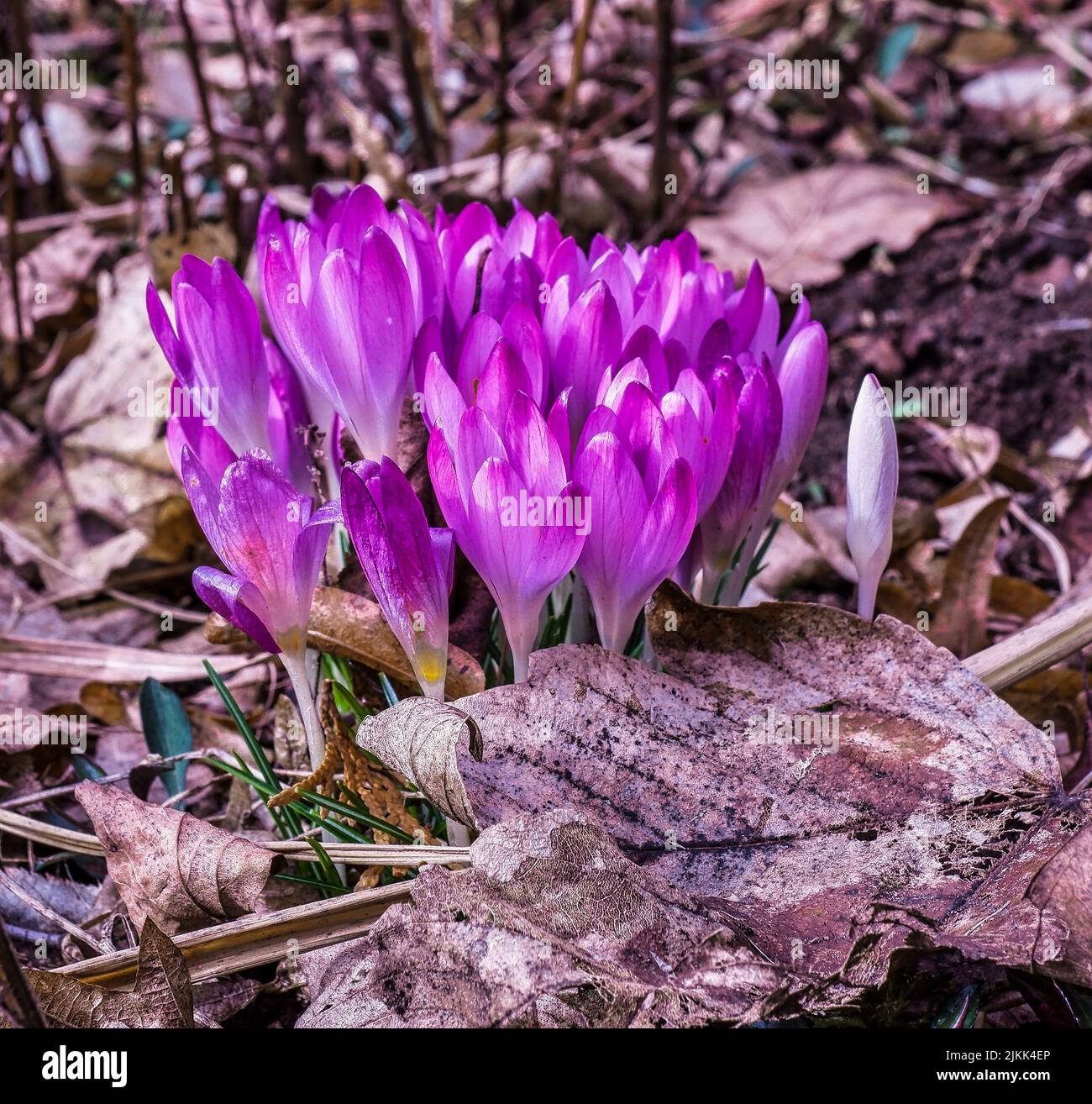Close up shot leaves flowers hi-res stock photography and images - Alamy