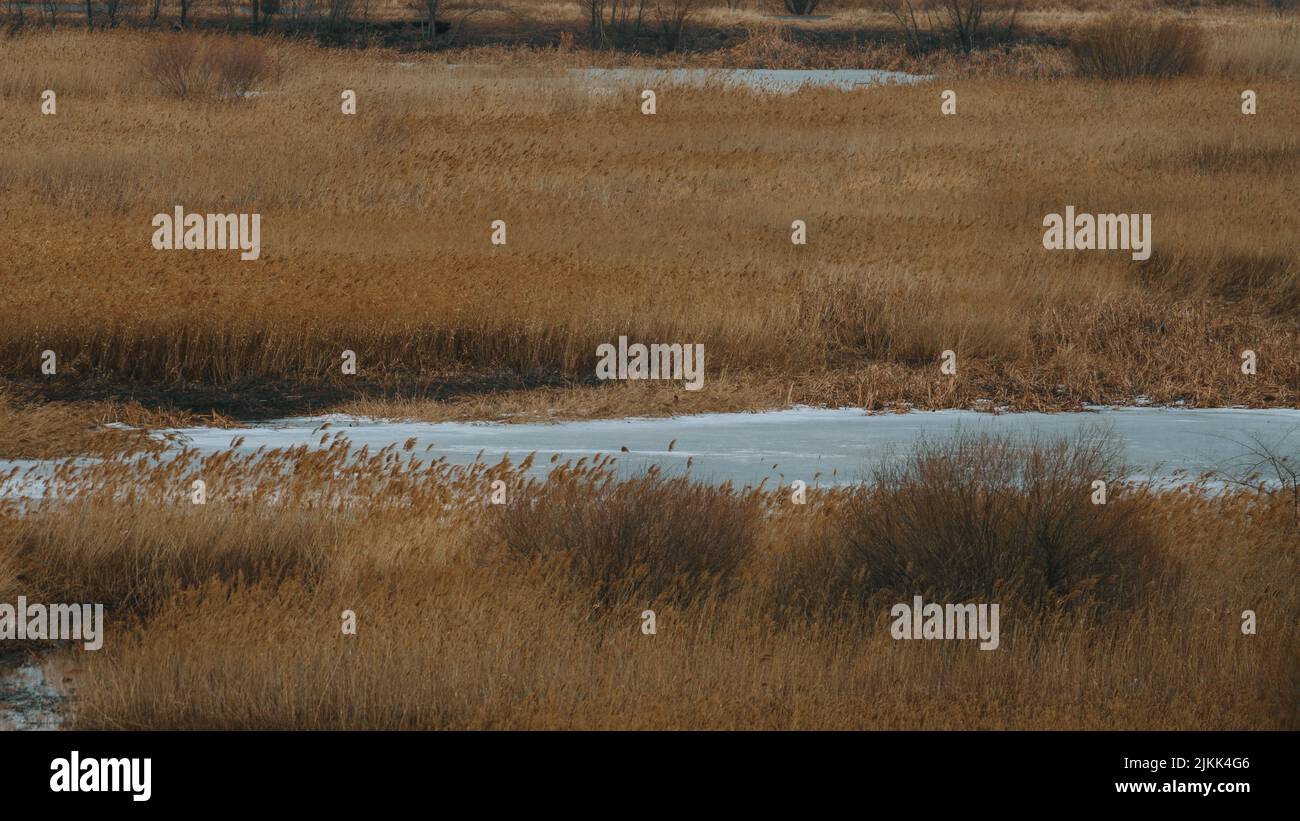 A dry meadow with parts covered with snow Stock Photo - Alamy