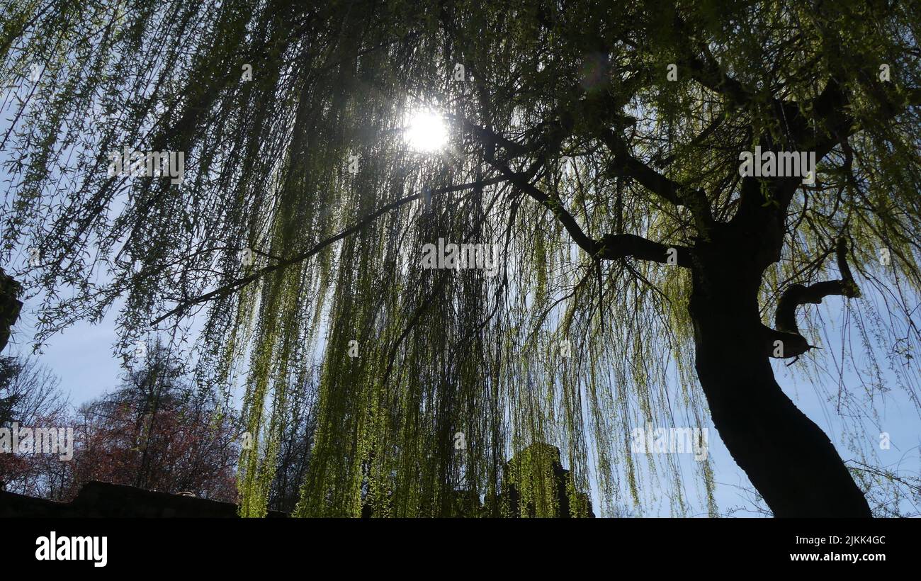 A panoramic view of willow with sun silhouette Stock Photo - Alamy