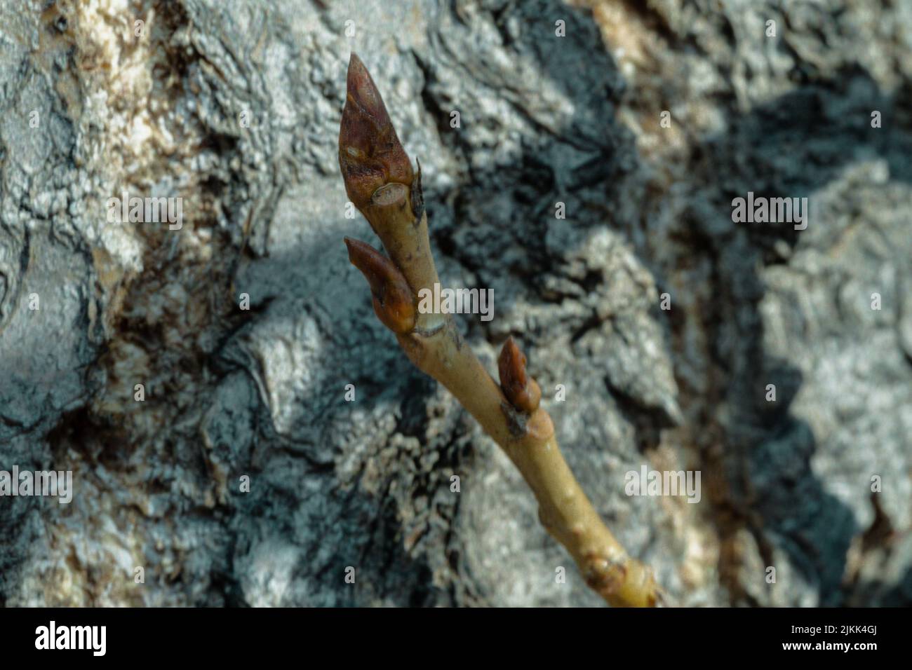 At a sprout hi-res stock photography and images - Alamy