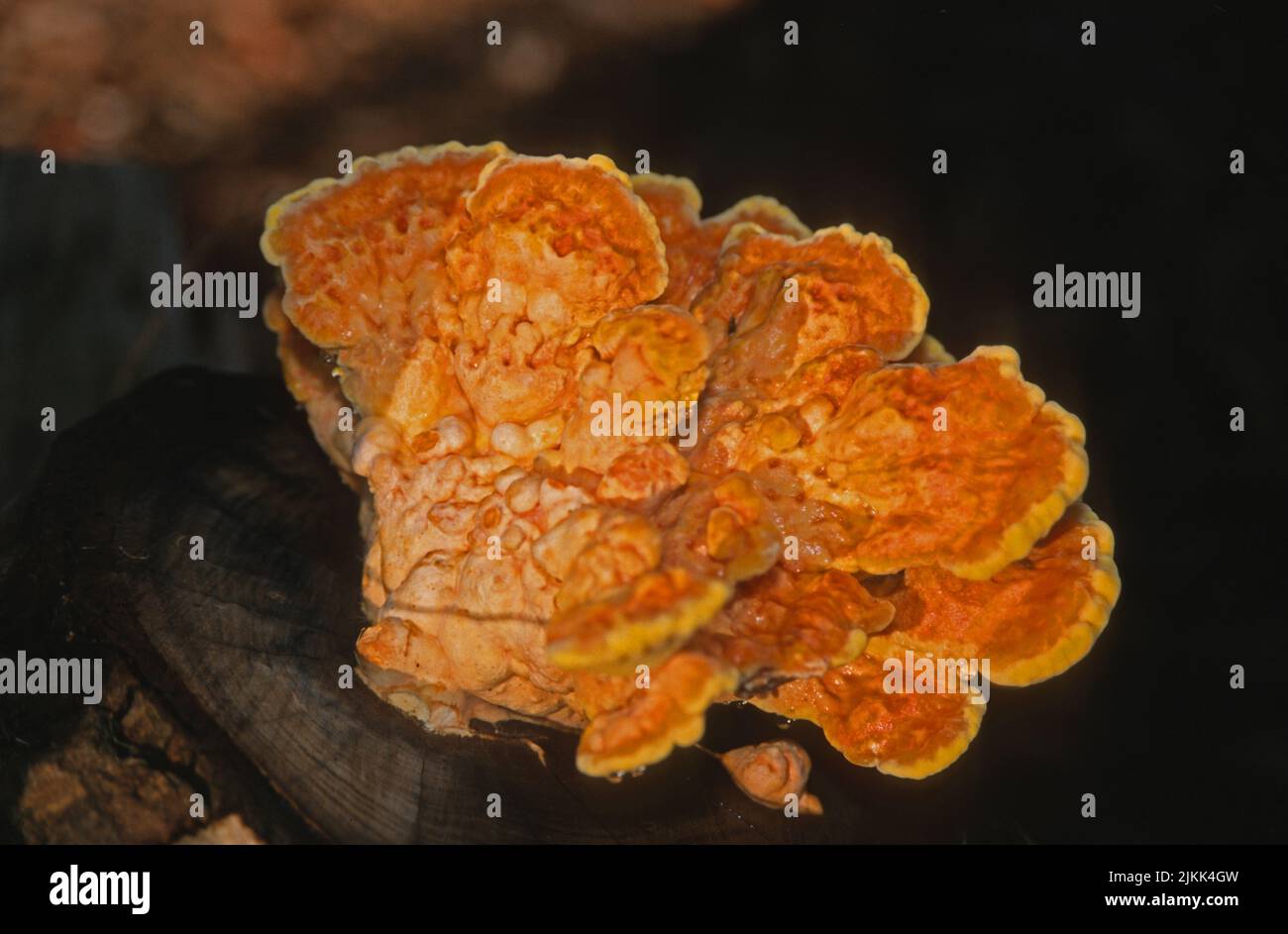 Fungus Growing On A Tree Stump A Shot Of A Sulphur Polypore Seen On A