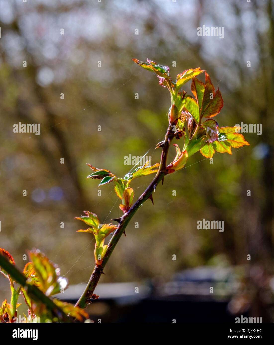 A branch of small maple leaves wrapped in cobwebs Stock Photo - Alamy