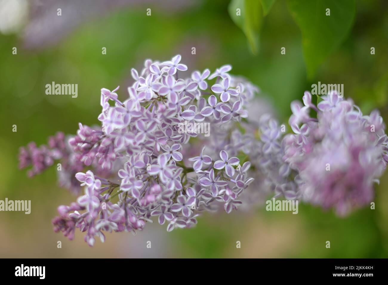 A selective focus shot of beautiful lilacs Stock Photo - Alamy