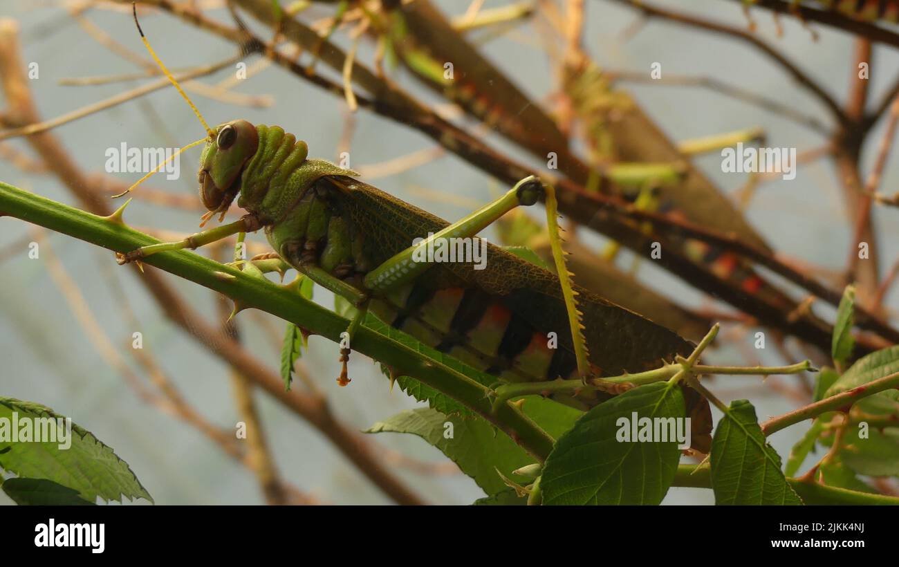 A selective focus shot of grasshopper in natural habitat Stock Photo ...