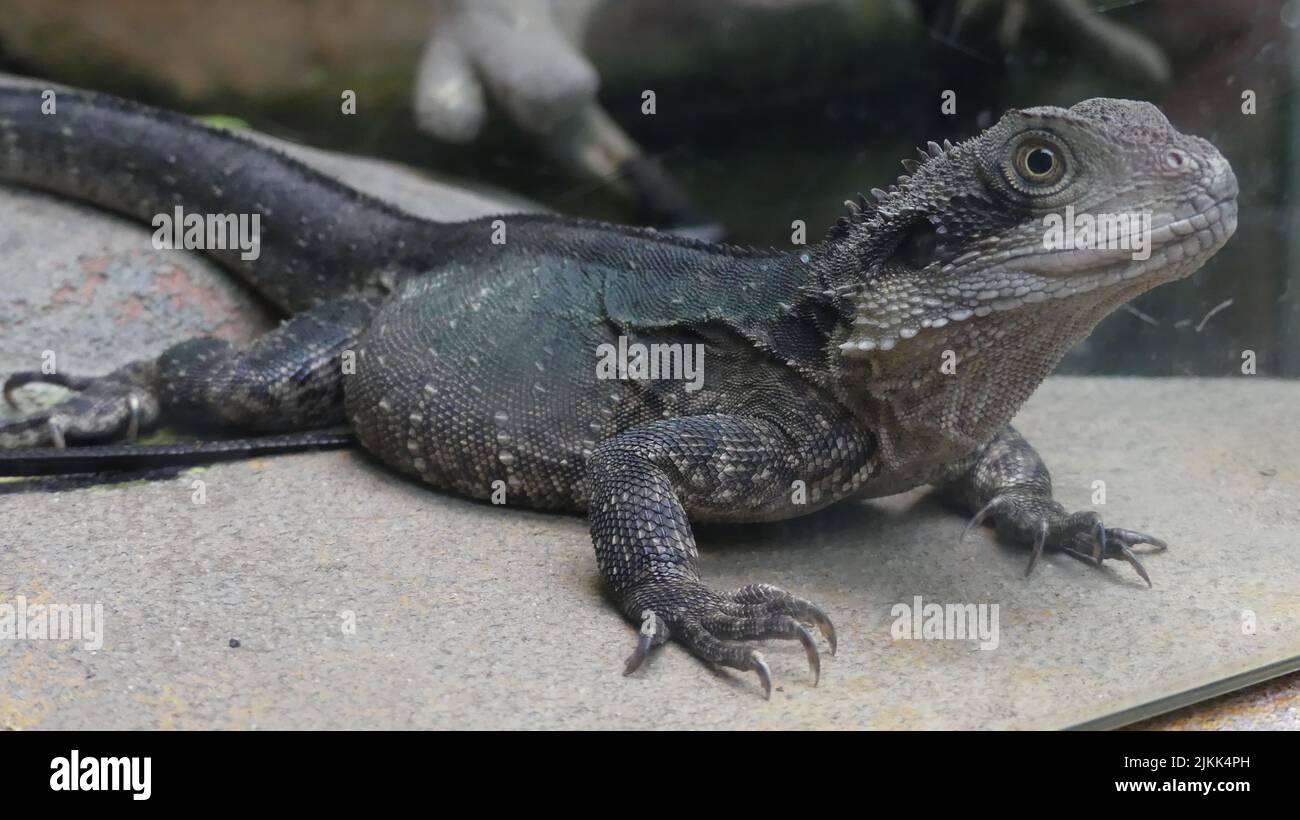 Tuatara lizard hi-res stock photography and images - Alamy