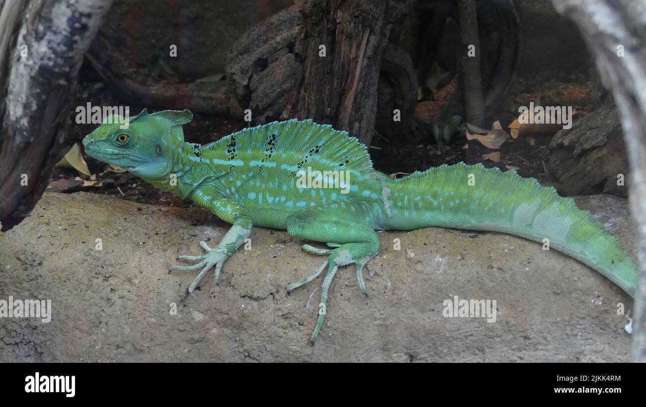 A common basilisk (Basiliscus basiliscus) in Frankfurt, Germany Stock ...
