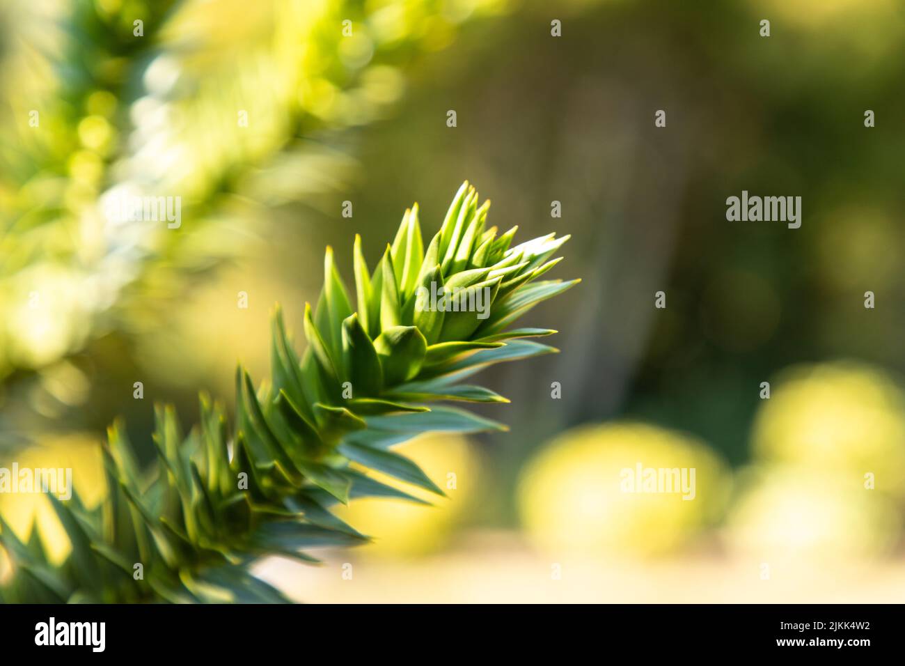 araucana tree in a garden Stock Photo - Alamy