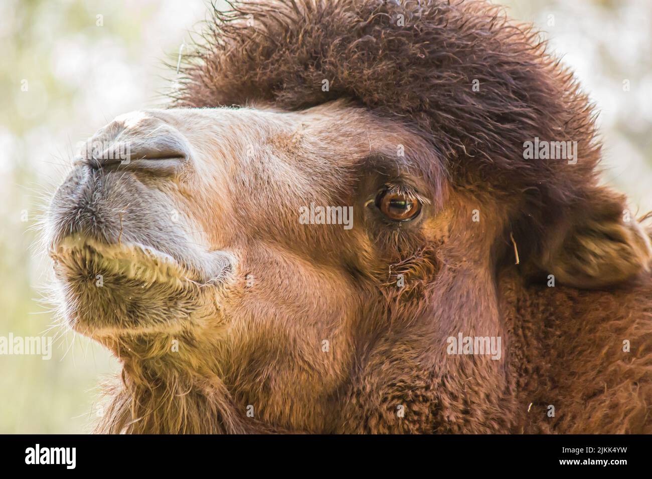 Camel natural hi-res stock photography and images - Alamy