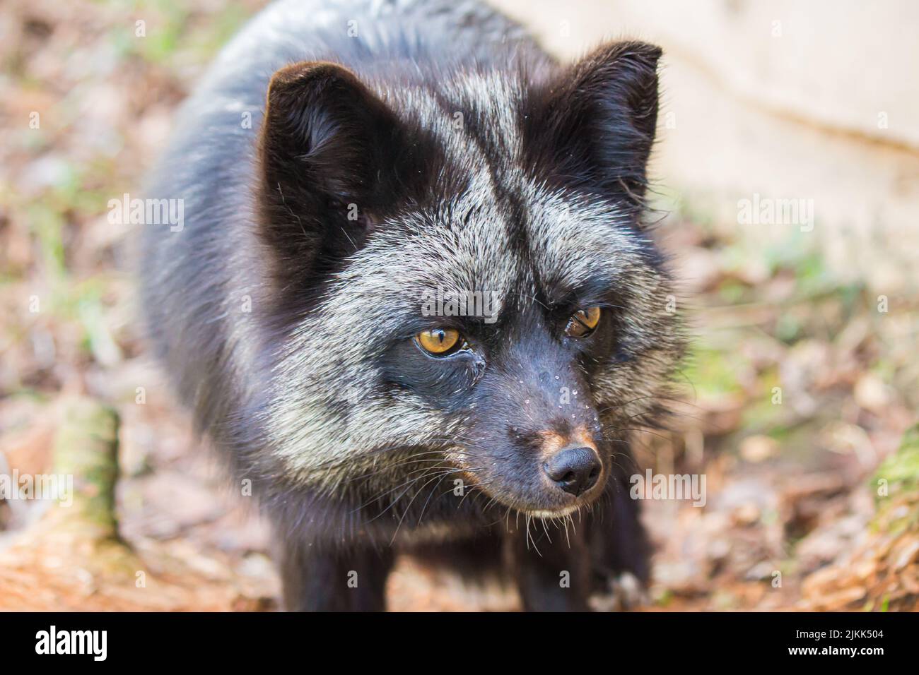 Silver fox hi-res stock photography and images - Alamy
