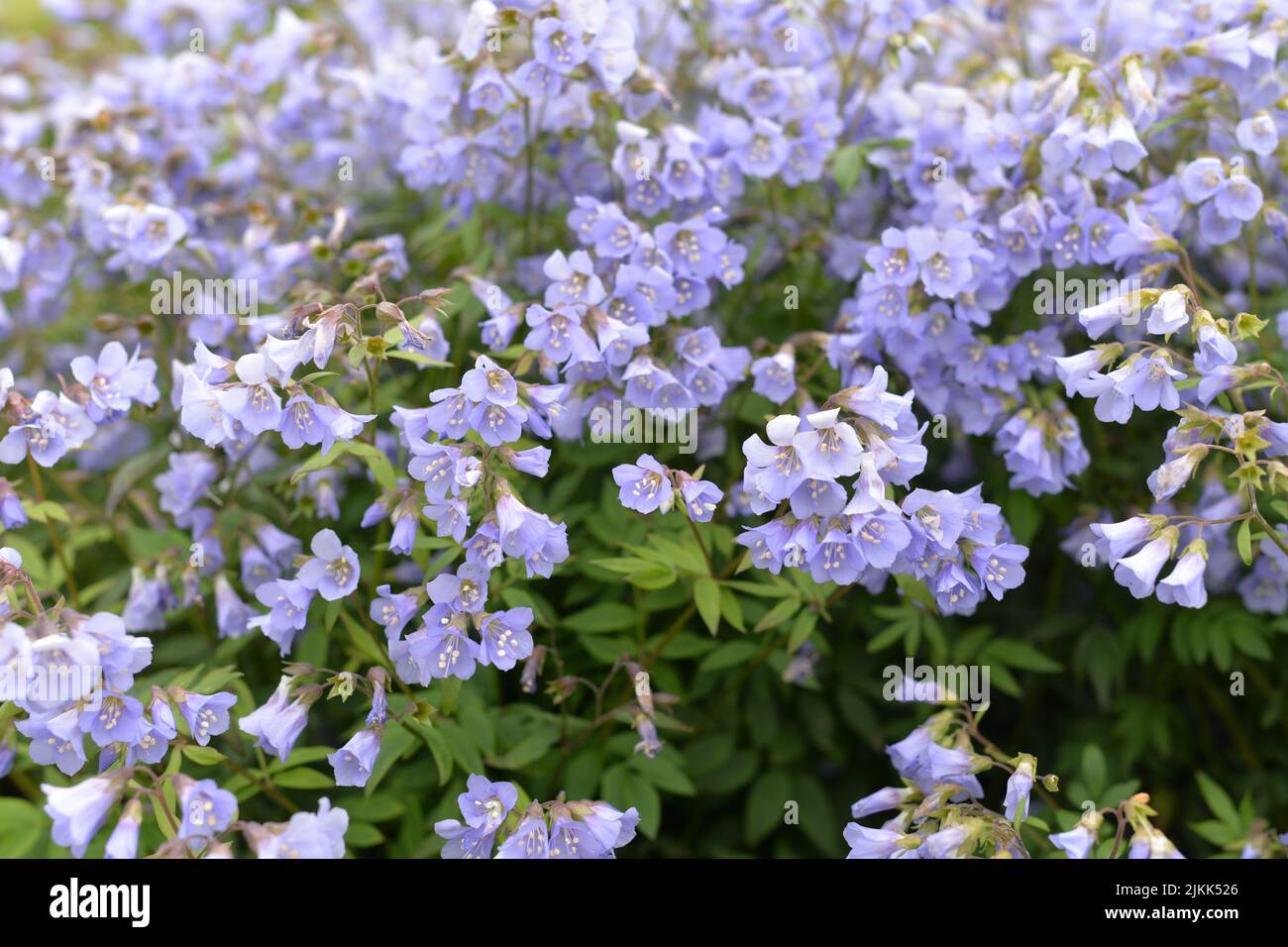 Jacobs ladder flower hi-res stock photography and images - Alamy
