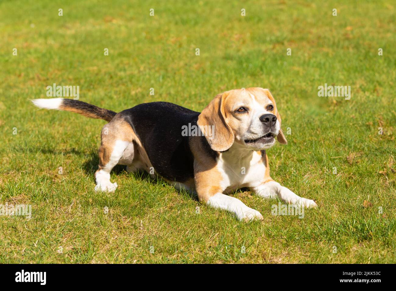 Beagle playing hi-res stock photography and images - Alamy