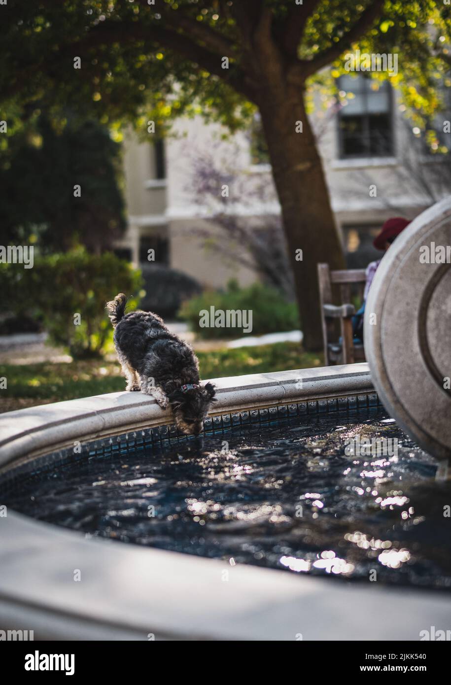 A vertical shot of a dog drinking water from a fountain Stock Photo - Alamy