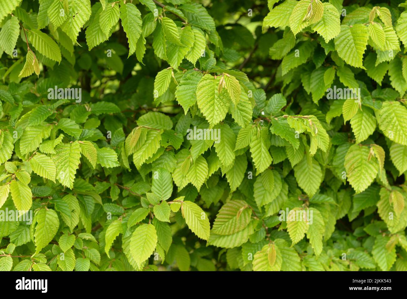 Hazelnut leaves hi-res stock photography and images - Alamy