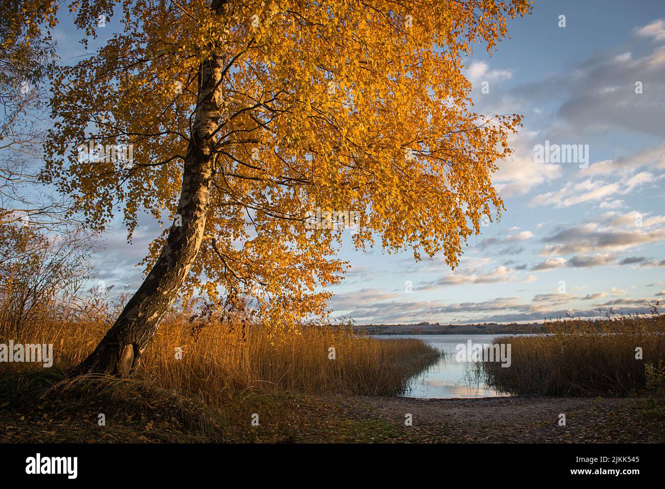A beautiful color of tree leaves during autumn in farm field by the ...