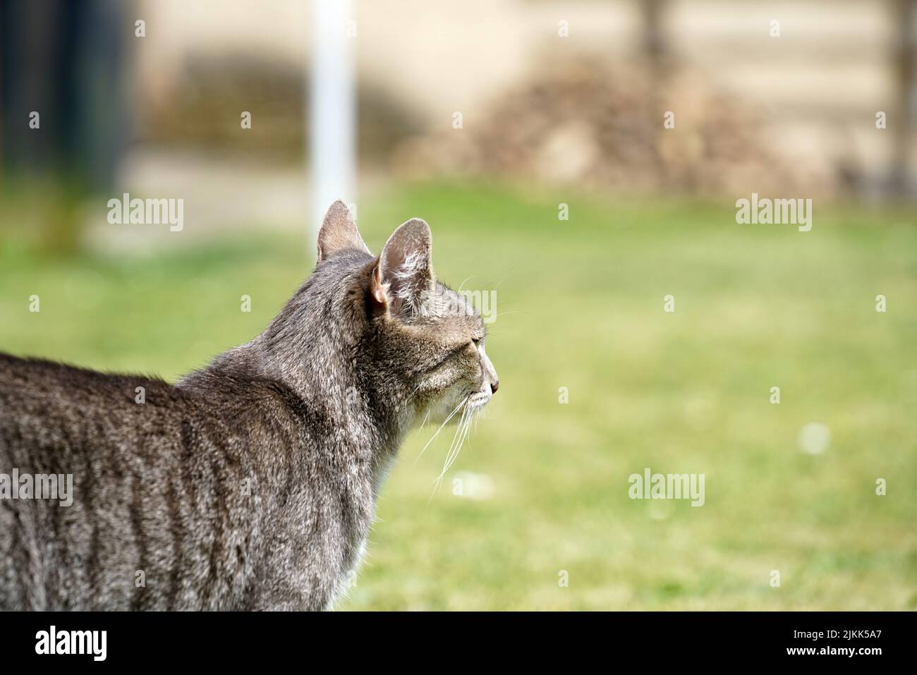 A closeup of a gray striped cat against green background. Side view ...
