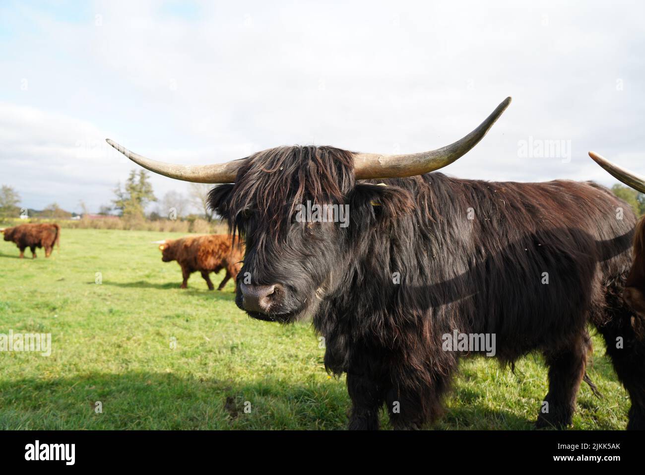 Black highland cattle hi-res stock photography and images - Alamy