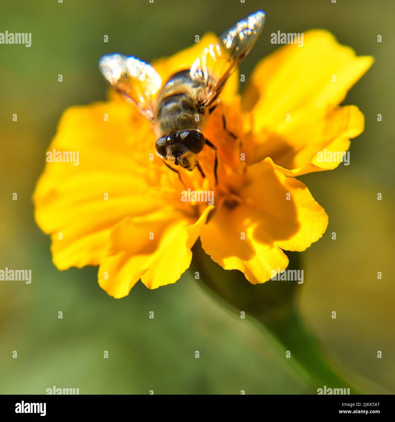 A vertical closeup of the hoverfly on the marigold flower. Shallow ...