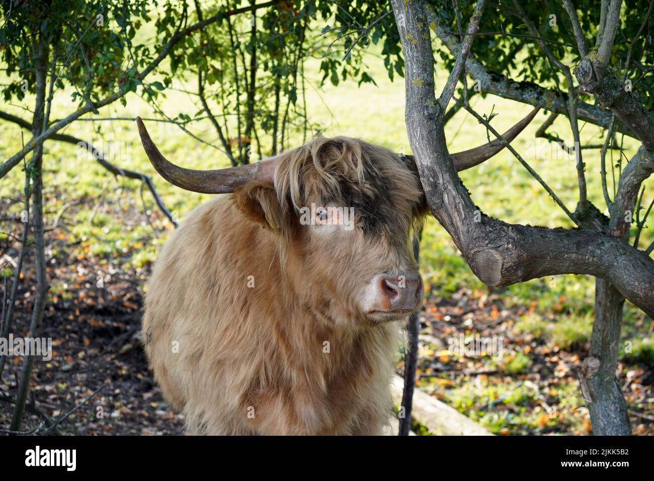 Closeup of a highland cow hi-res stock photography and images - Alamy