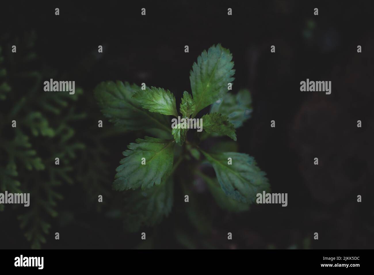 A Moody leaf image Stock Photo - Alamy