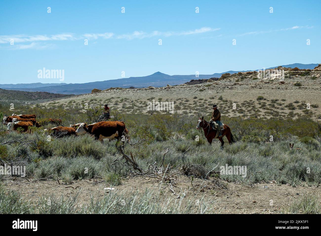 Gauchos herding animals in the Andes mountain range. Argentina Stock ...