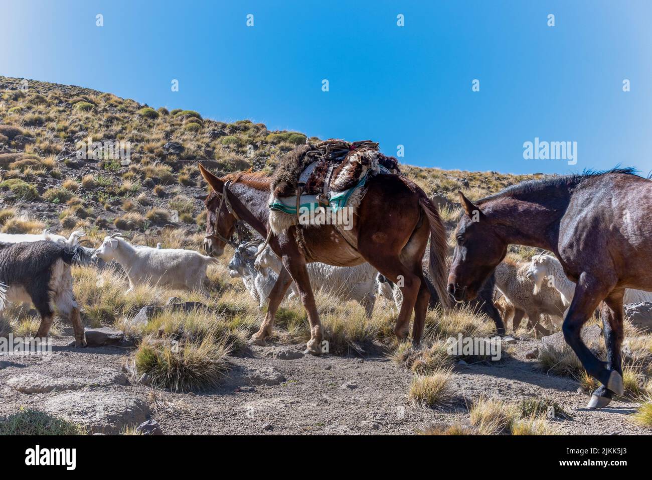 Animal for load carry hi-res stock photography and images - Alamy