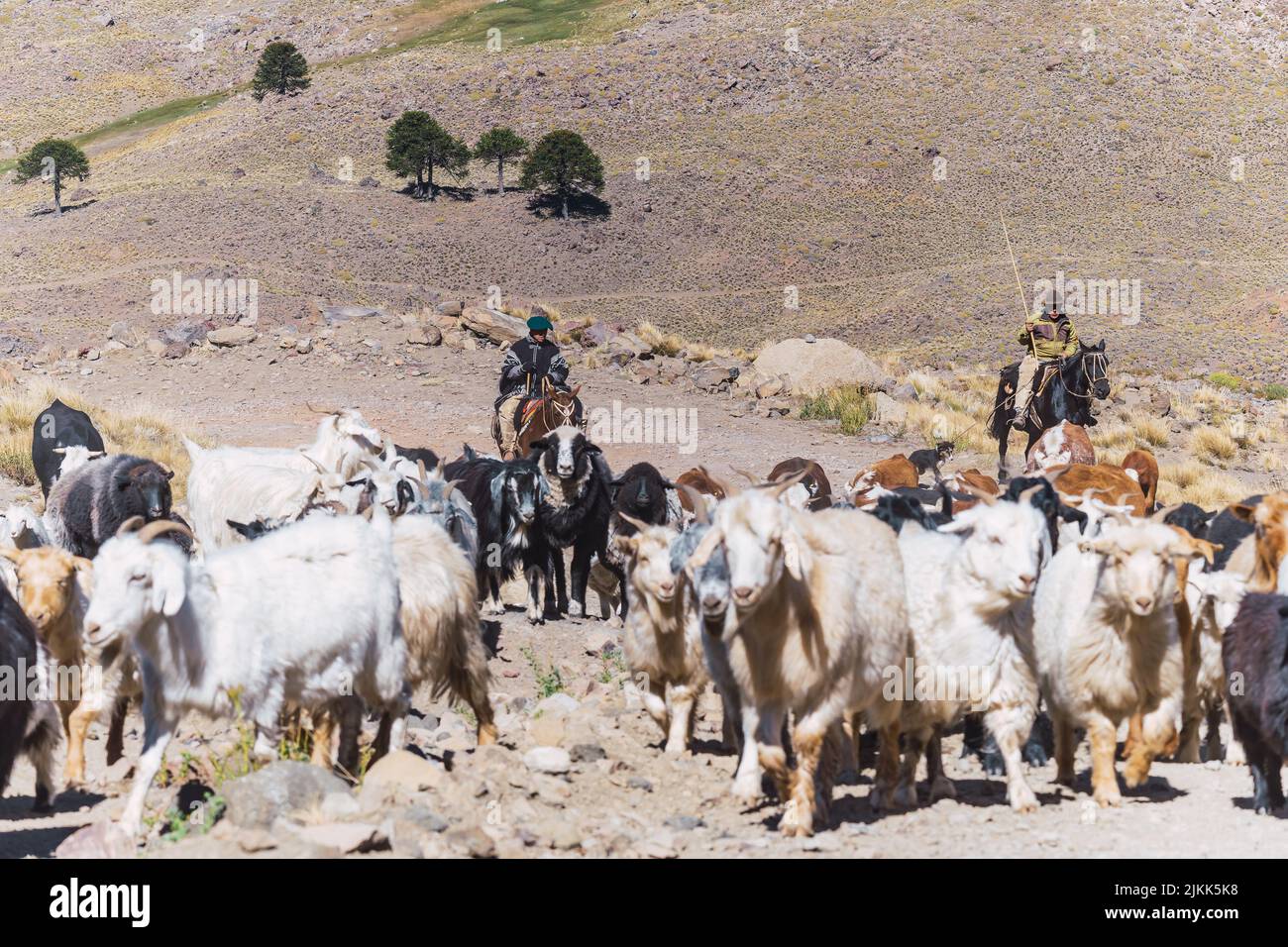 Gauchos herding animals (goats, cows and horses) in the Andes mountain ...