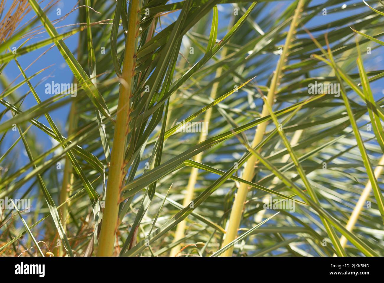 Common field plant hi-res stock photography and images - Alamy