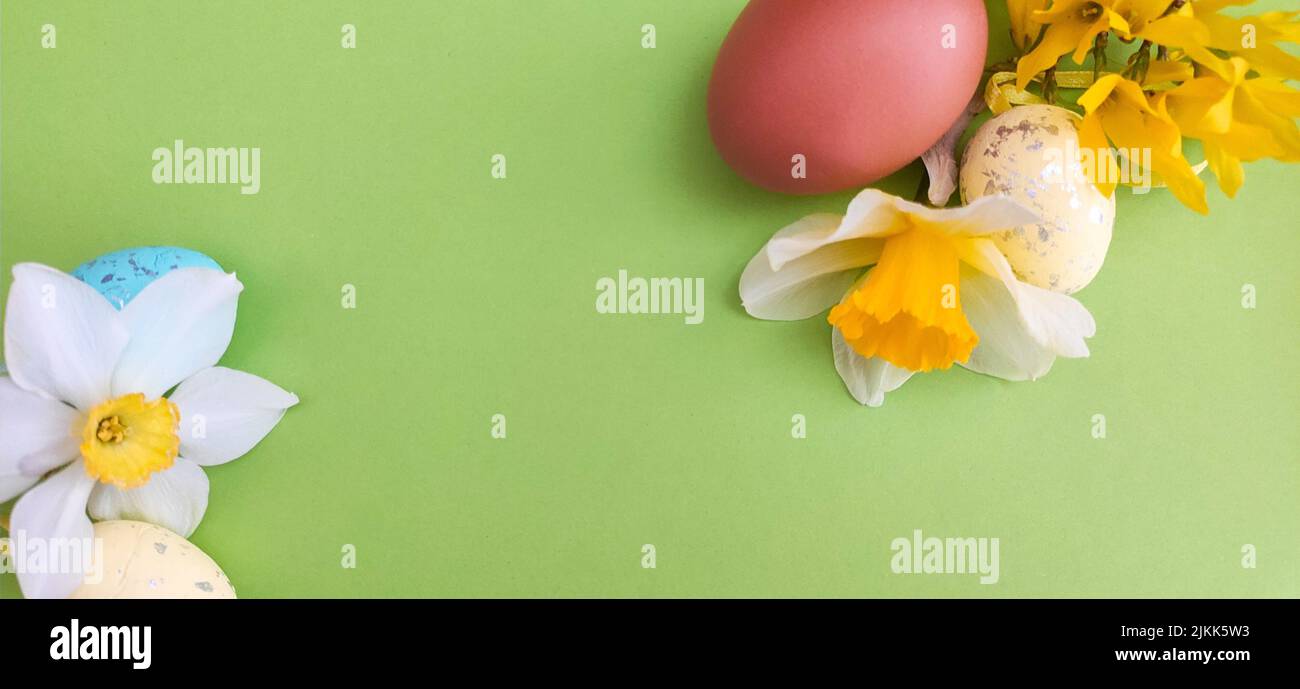 a top view shot of yellow shrub flowers, a chicken egg, green and ...