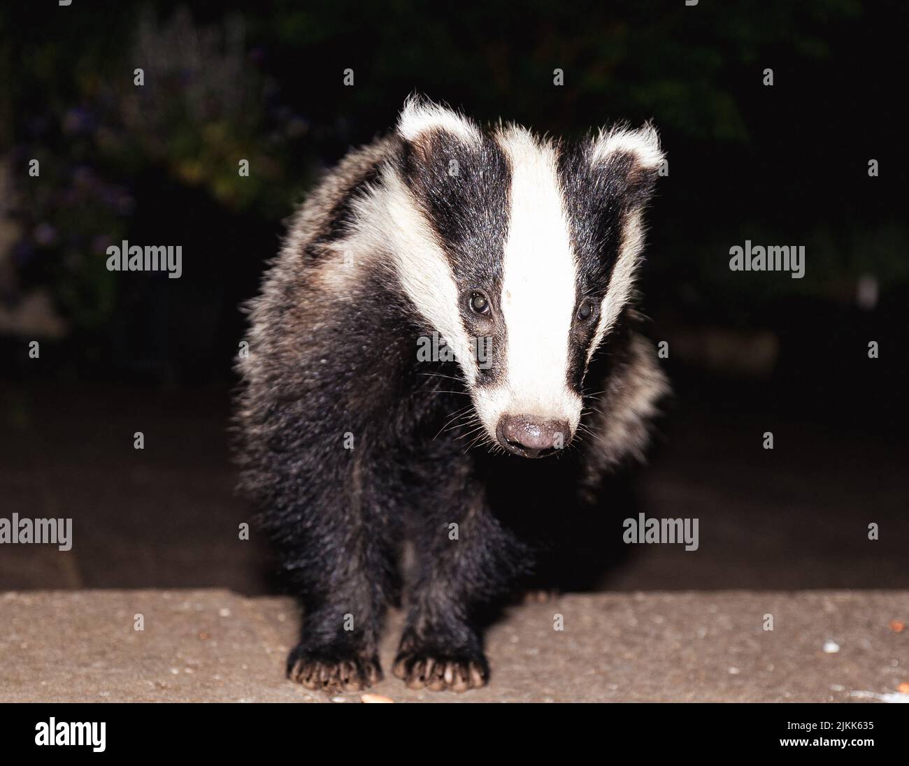Badger close up hi-res stock photography and images - Alamy