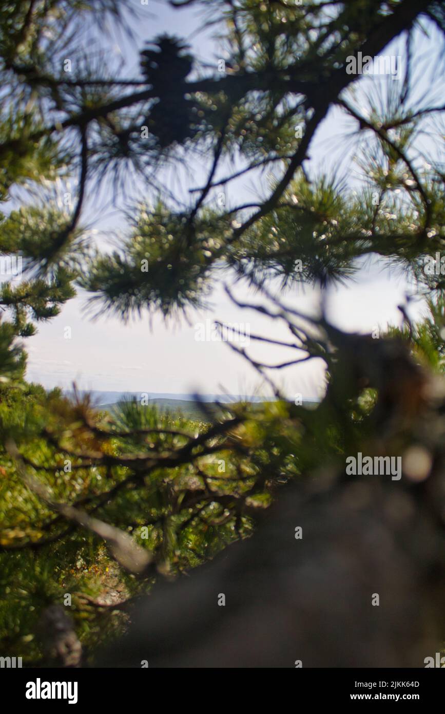 Vertical shot spruce forest hi-res stock photography and images - Alamy
