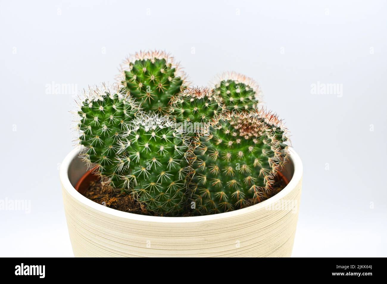 A closeup of prickly cacti in a pot isolated on a white background Stock Photo - Alamy