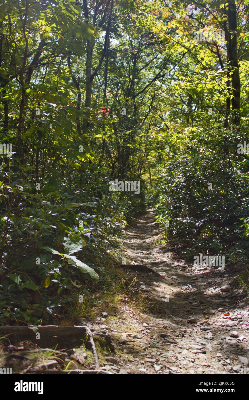 A vertical shot of a walking path in a forest Stock Photo - Alamy