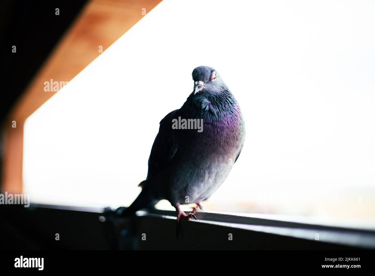 Cute pigeon hi-res stock photography and images - Alamy