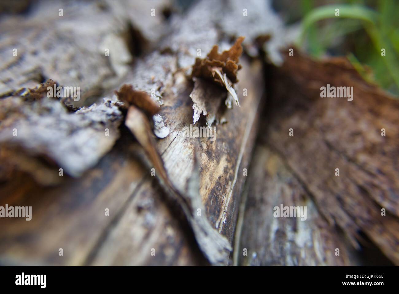 Wood texture close shot hi-res stock photography and images - Alamy