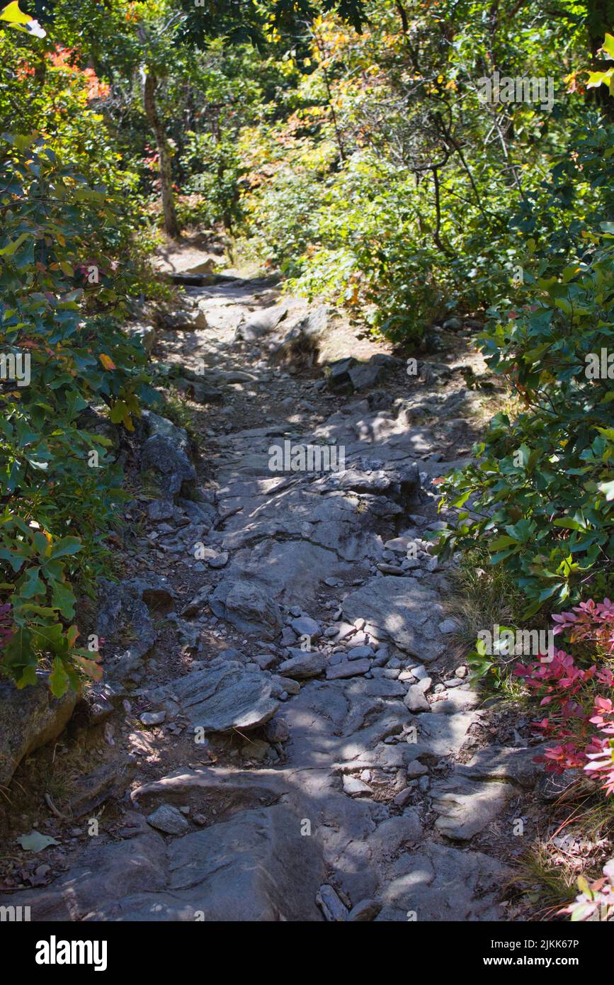 A vertical shot of a walking path in a forest Stock Photo - Alamy