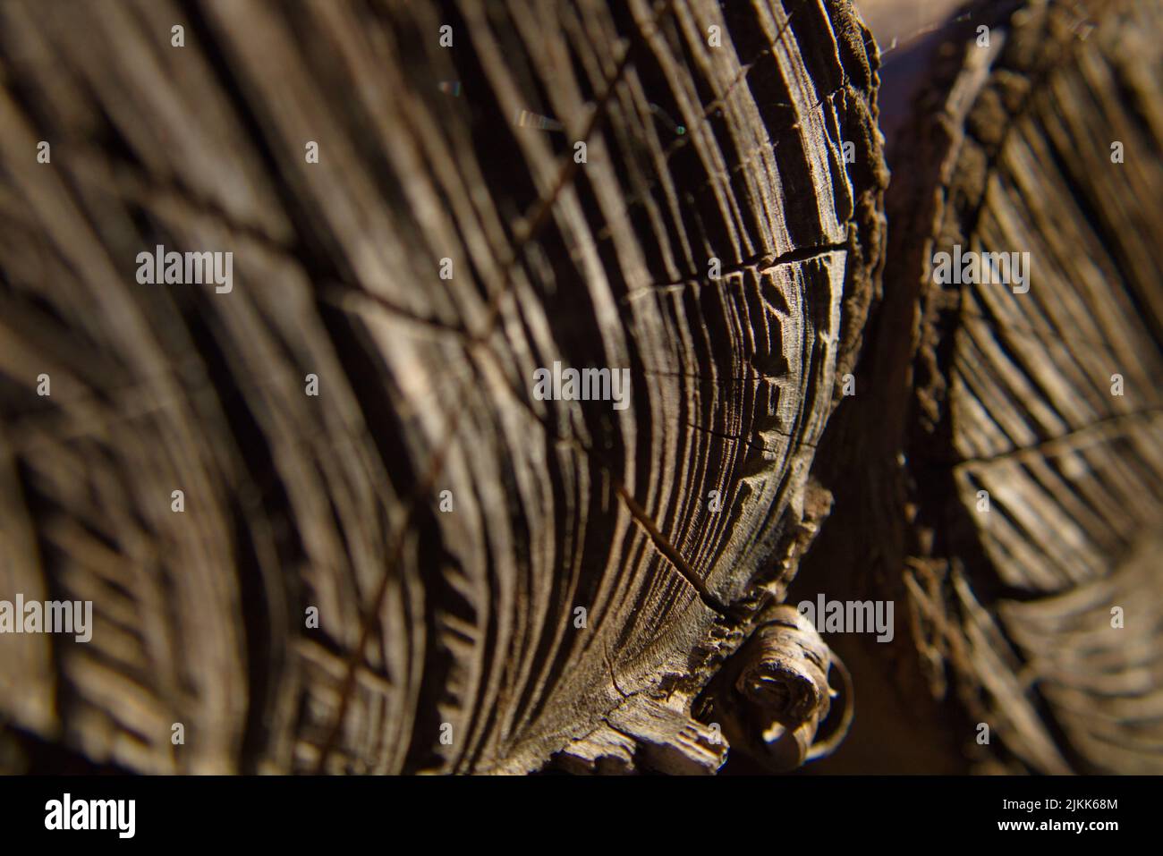 Cut log hi-res stock photography and images - Alamy