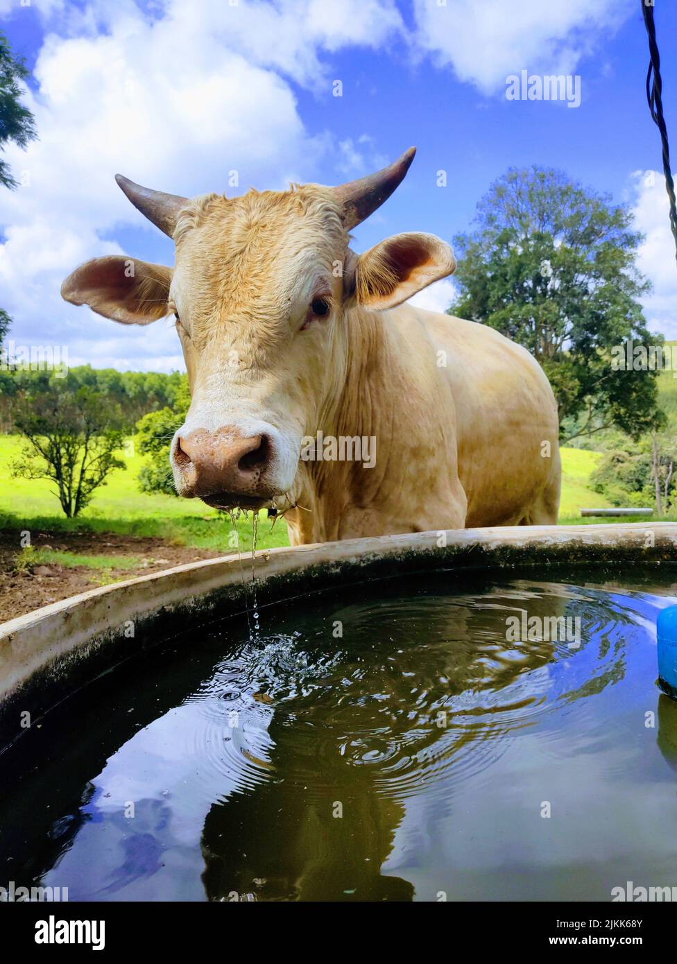 Bull drinking water hi-res stock photography and images - Alamy