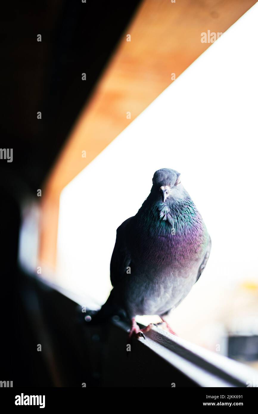 Cute pigeon hi-res stock photography and images - Alamy