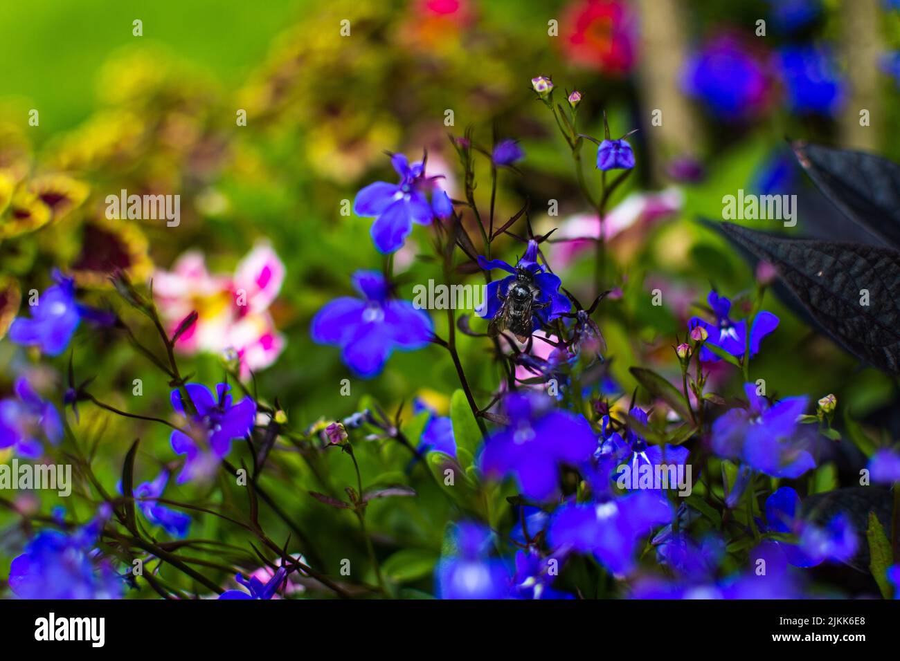 Trailing lobelia hi-res stock photography and images - Alamy
