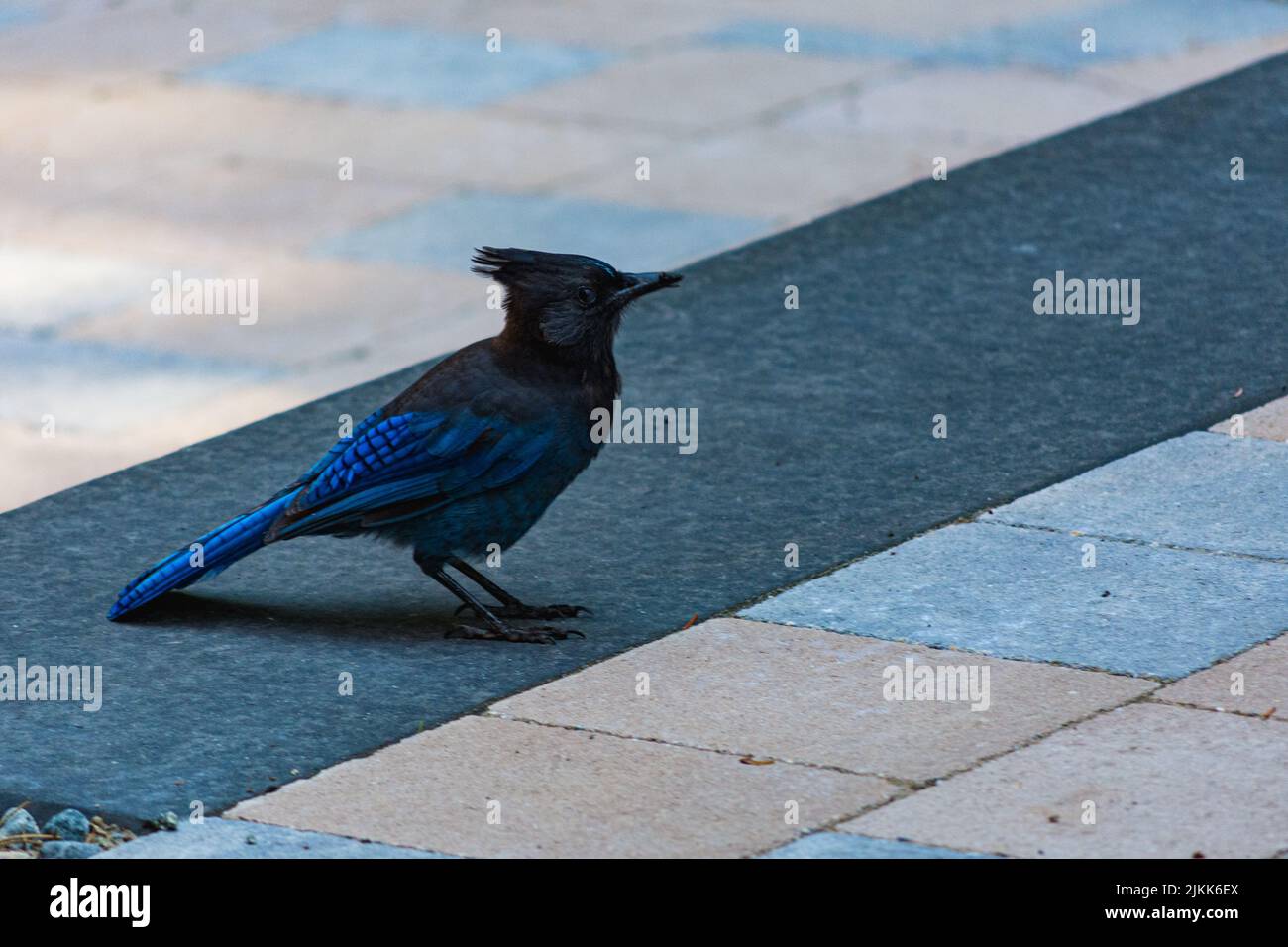 A closeup of a beautiful blue jay on a ground with colorful tiles Stock ...