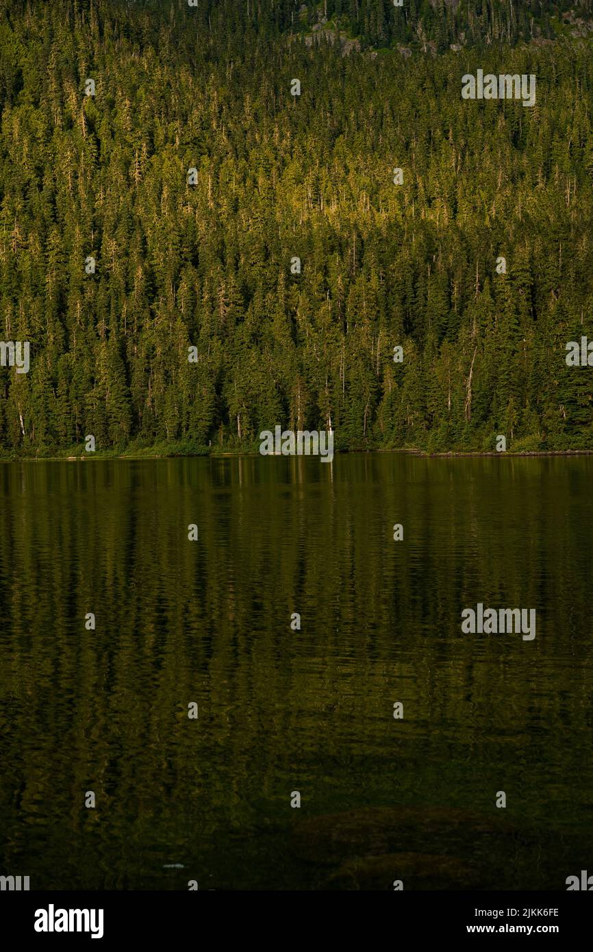 A vertical view of evergreen trees reflecting on a calm lake Stock ...