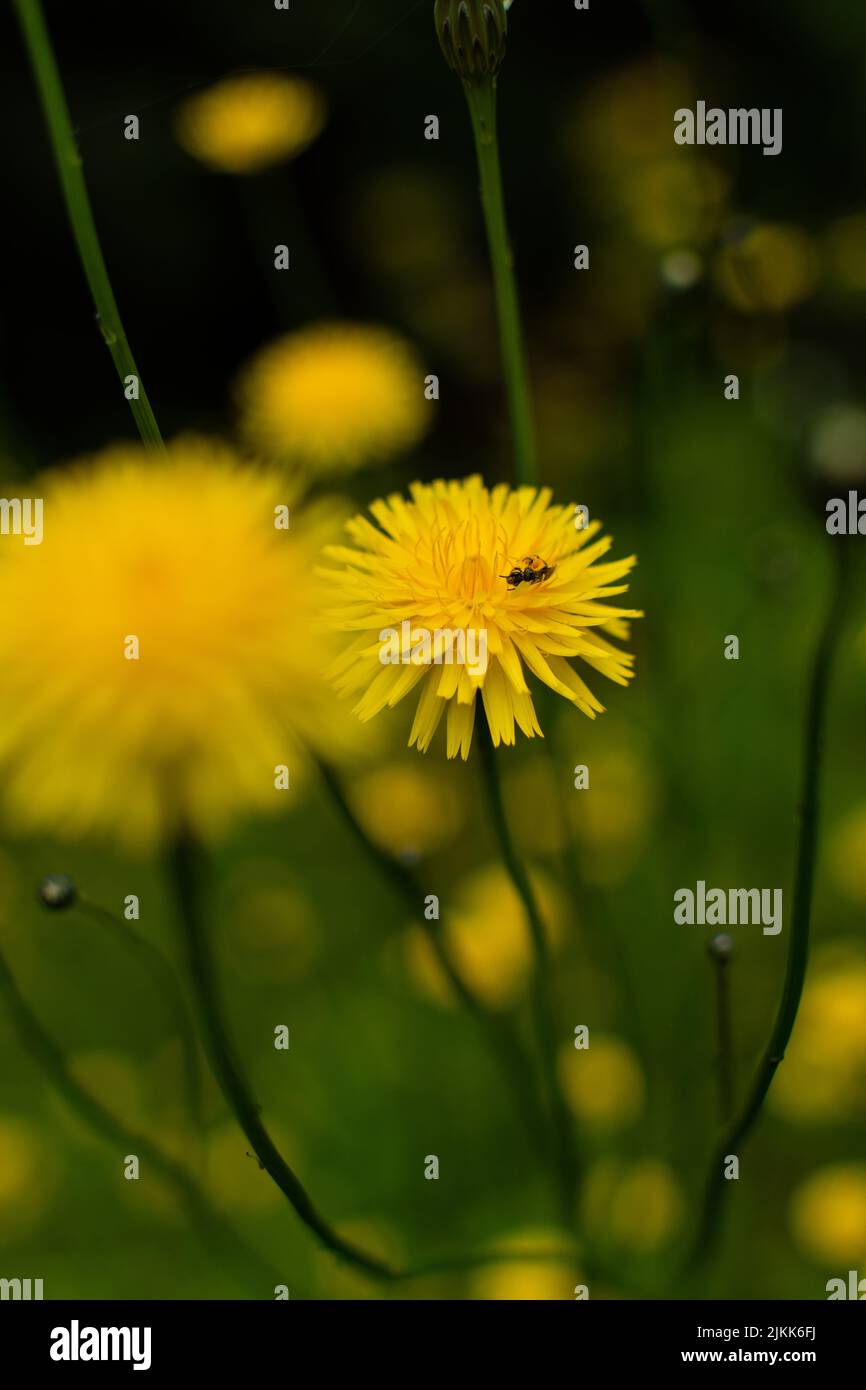 A selective focus shot of an insect on a yellow dandelion flower Stock ...