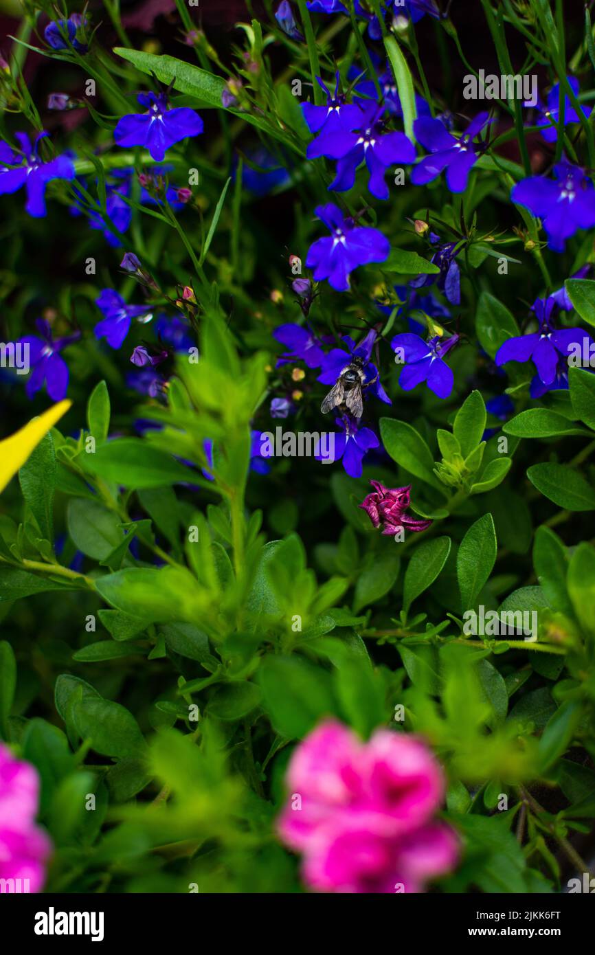 A selective focus shot of blue Trailing Lobelia flowers in the garden ...